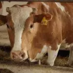 Cetosi en vaques: causes, símptomes i esquemes de tractament a casa 4766_7