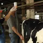 KEtosis en vacas: causas, síntomas e esquemas de tratamento na casa 4766_9