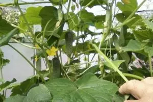 Landing, lumalaki at pinakamahusay na grado cucumber para sa greenboratory greenhouse sa rehiyon ng Moscow