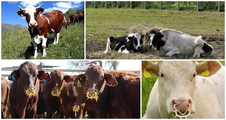 Kuidas võõrustada lehma imemiseks piima ise: põhjused ja mida teha, kuidas ennetada