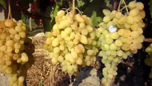 Katerangan sareng ciri tina buah anggur anu ditunggu, ngahasilkeun sareng budidaya