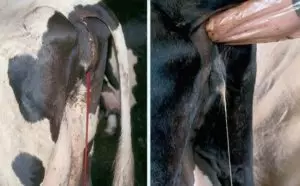 Causas de descarga sanguínea de vacas e o que fazer, prevenção