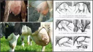 ગાય, તૈયારીઓ અને પીપલ્સ સારવાર પદ્ધતિઓમાં સારાંશ માસ્ટાઇટિસ લક્ષણો