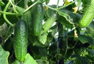 在克拉斯诺达尔领土的开放地和温室中生长黄瓜，最好的品种