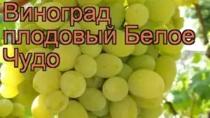 DESCRIZIONE E CARATTERISTICHE, origine delle uve Bianco Miracolo e crescenti regole
