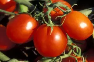 Cilat varietete të domate janë më të mirët për rajonin e Moskës