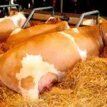 Simmal Cow အမျိုးအစား: ဖော်ပြချက်နှင့်ဝိသေသလက္ခဏာများ, အကြောင်းအရာစည်းမျဉ်းများ 4785_14