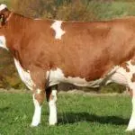 Raça de vaca Simmal: descrição e características, regras de conteúdo 4785_3