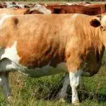 I-Simmal Cow Broum: Incazelo kanye nezimpawu, imithetho yokuqukethwe 4785_4