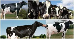 Descrição e características das vacas da raça Holstein-Frieza, seu conteúdo