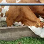 Raça de vaca Simmal: descrição e características, regras de conteúdo 4785_7