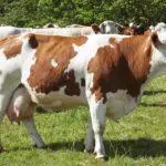 สายพันธุ์วัว Simmal: คำอธิบายและลักษณะกฎเนื้อหา 4785_8