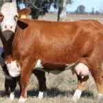 Raça de vaca Simmal: descrição e características, regras de conteúdo 4785_9