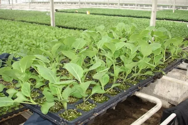 ਫਾਰਮ ਦਾ Seedlings