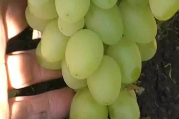 Puuviljad viinamarjad