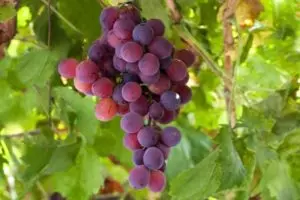 Kenmerken van de druiven van Lydia en de beschrijving van de voor- en nadelen van cultuur