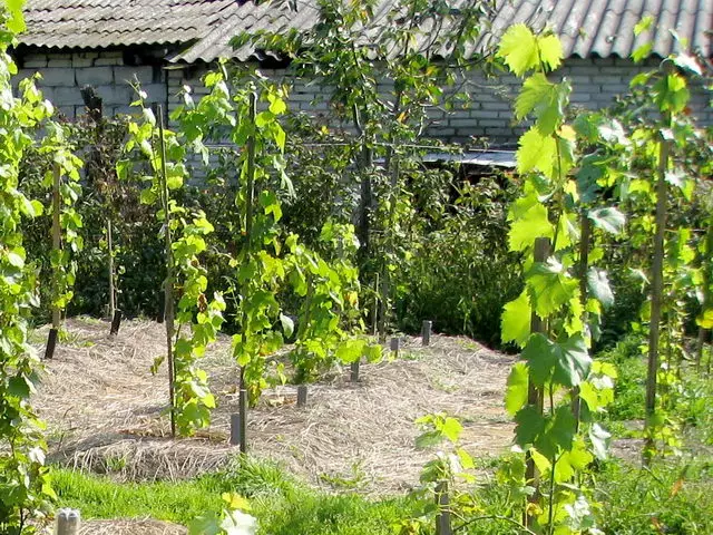 розсадження винограду