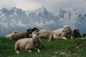 Apa suhu tubuh normal dalam domba dan apa yang disebabkan oleh penyimpangan