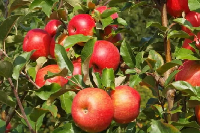 Ябълка хани свежи
