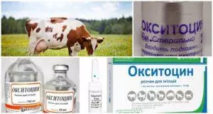 Instructions for use for oxytocin cows, doses for animals and analogues