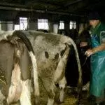 Diarrea a la vaca: les causes de la diarrea i com tractar a casa, perill 4798_3