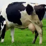 الإسهال في البقرة: أسباب الإسهال وكيفية العلاج في المنزل، خطر 4798_4