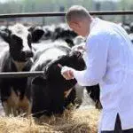 Biegunka na krowie: przyczyny biegunki i jak leczyć w domu, niebezpieczeństwo 4798_7