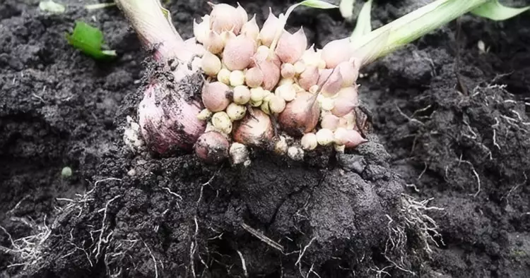 Gladiolus audzēšana