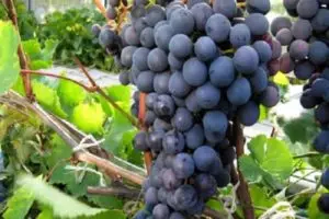 Descripción y características de las uvas Agat Don, creciendo y cuidado.