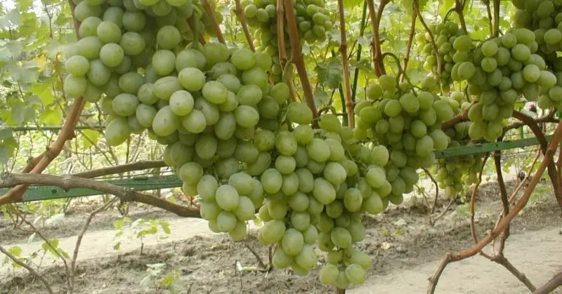Grapes Hadiah Zaporizhia.