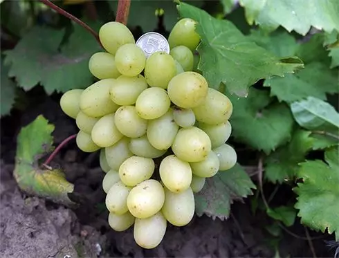 Grapes Gift Zaporizhia.