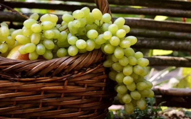 Grapes Hadiah Zaporizhia.