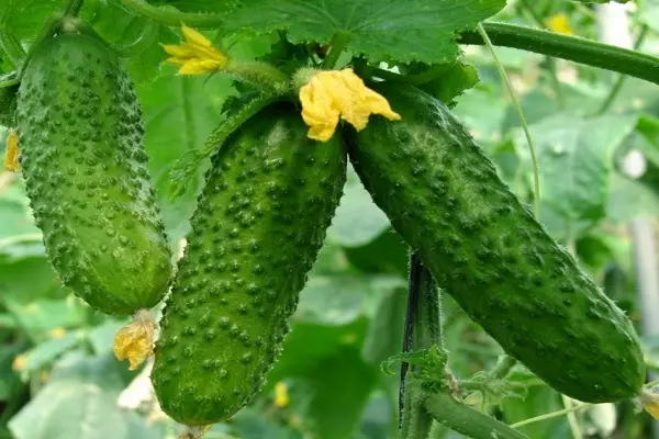 Griya ijo kanggo potong