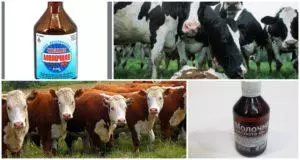 Sığır, dozaj ve depolama için laktik asit kullanımı için talimatlar