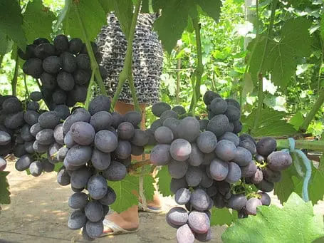 Regalo de uvas preto