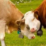 Ko je krava lov po telitvi: znaki in trajanje Estres 4810_2
