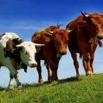 Kad krava dođe u lov nakon tečenja: znakovi i trajanje estrusa 4810_9