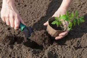 Hoe om saailinge tamatie in turfotte te plant en te groei