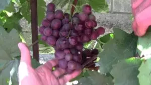 Description and history of grape breeding Senator, Advantages and Disadvantages