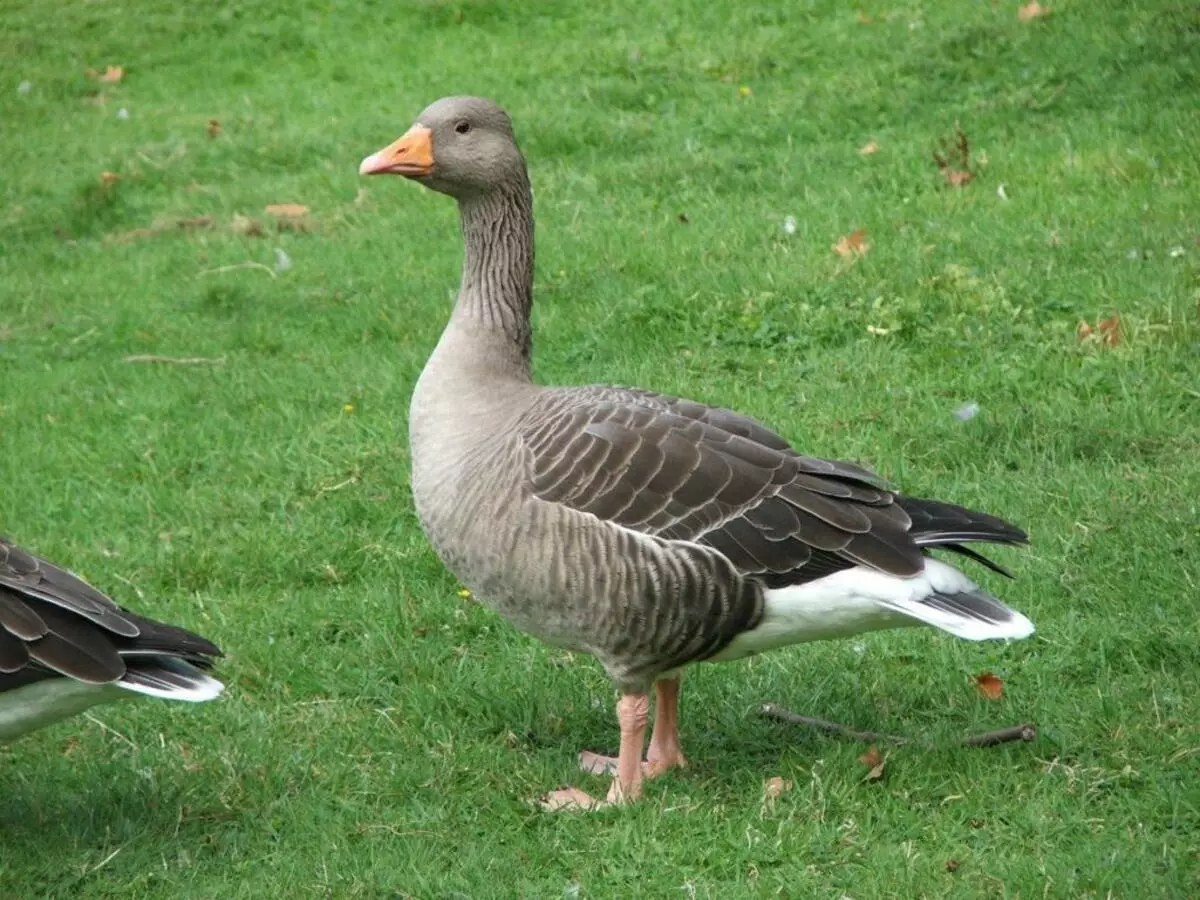 Descrizioni di 10 specie di oche selvatiche e dei loro habitat, stato di razza e nemici