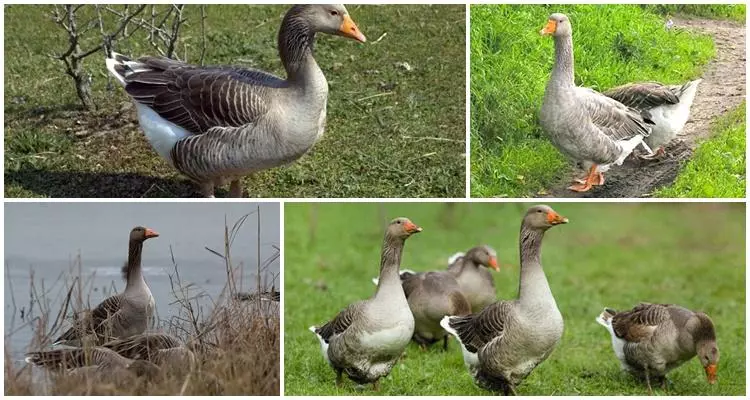 Ọtụtụ geese