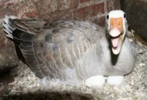 Berapa hari angsa duduk di atas telur sebelum menetas anak ayam dan apa yang mempengaruhi waktu