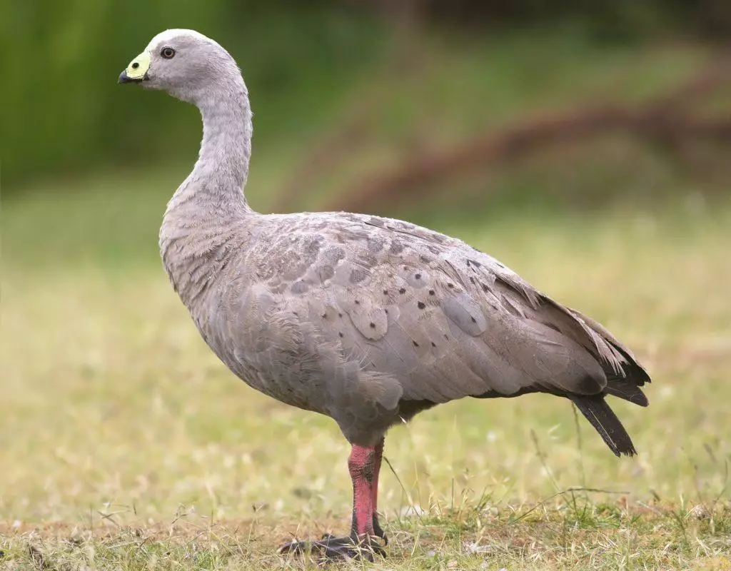 goose សាច់មាន់