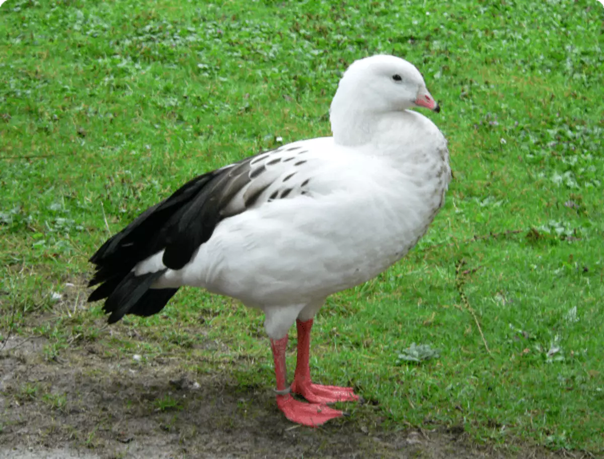 Andean Gus.