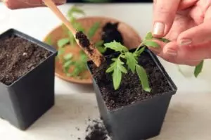在温室和开放的土壤中番茄幼苗的频率和适当水