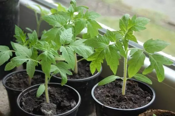 TOMATOES IN POTS