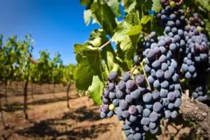 Description and characteristics of grapes of Moldova or black prince and culture care