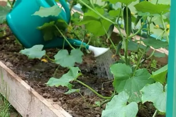 Fertilizer for cucumbers