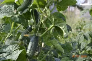 Nkọwa nke ọkwa nke cucumbers na-enwe obi ụtọ na-atọ ọchị, atụmatụ na-eto ma na-amịpụta