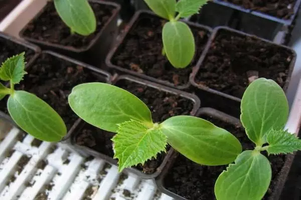 Seedling cucumbers